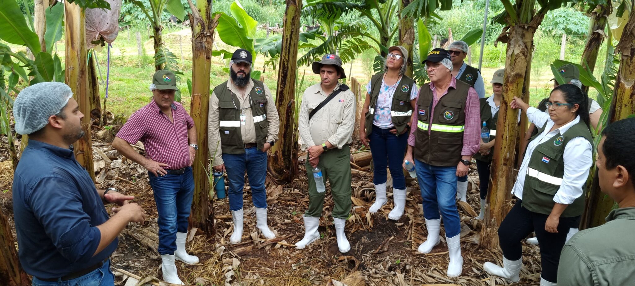 Verifican finca de producción y planta de empaque de banano en San ...